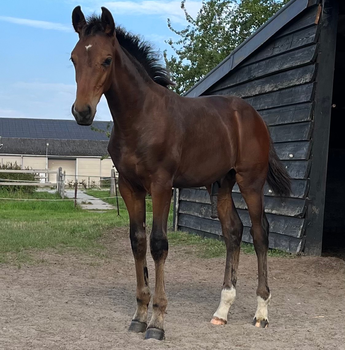 KWPN Horses for Sale