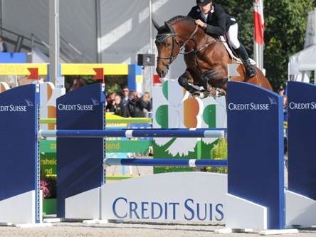 KWPN Horses for Sale