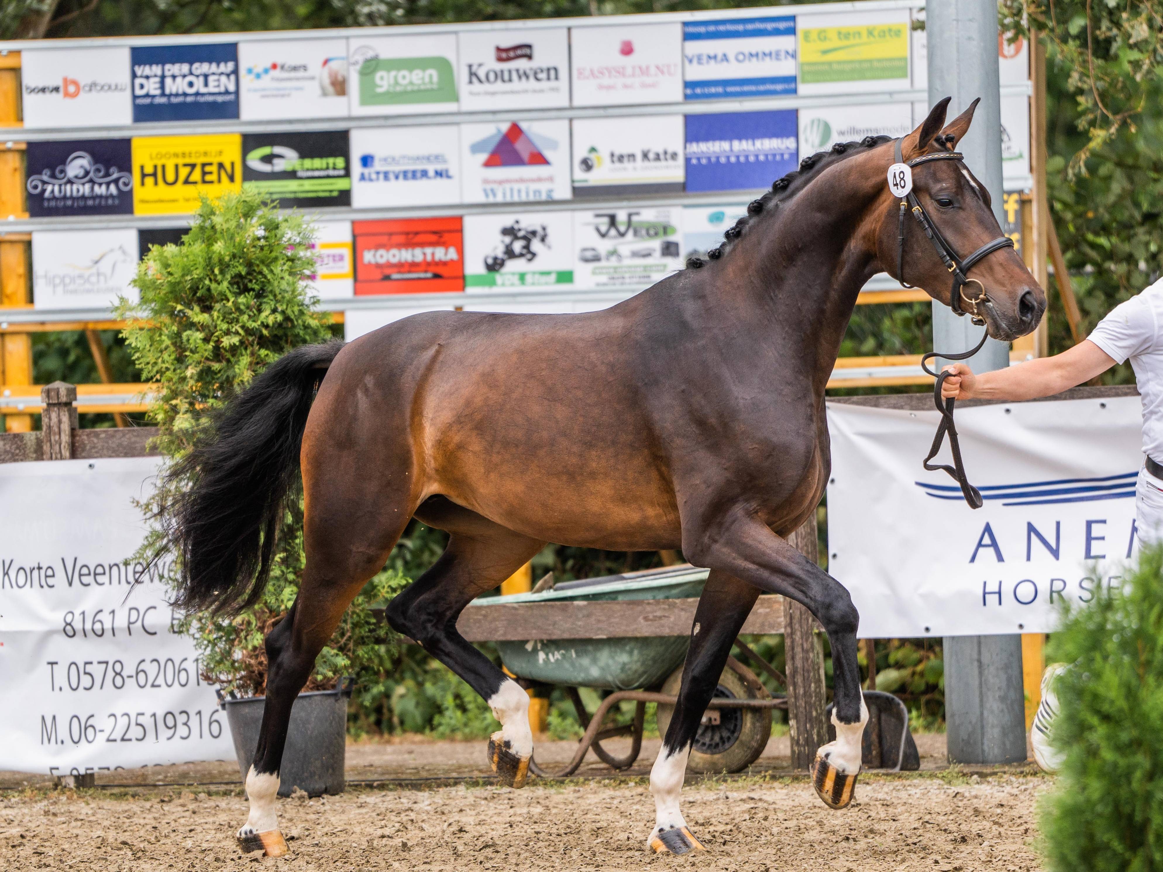 KWPN Horses for Sale