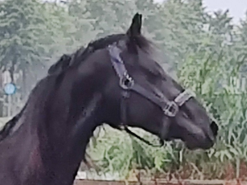 KWPN Horses for Sale