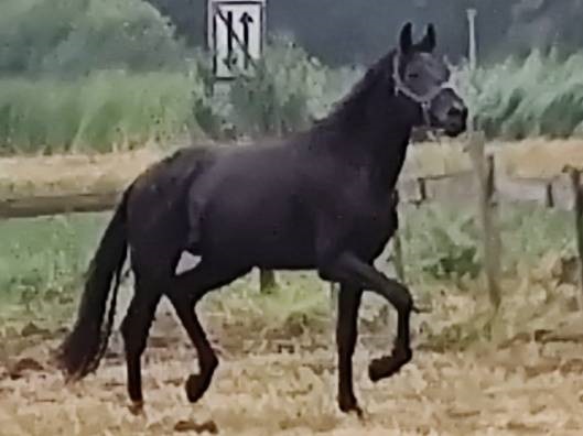 KWPN Horses for Sale