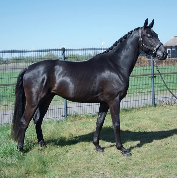 KWPN Horses for Sale