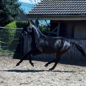 KWPN Horses for Sale