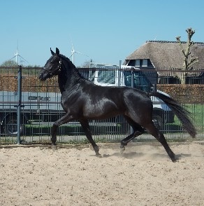 KWPN Horses for Sale