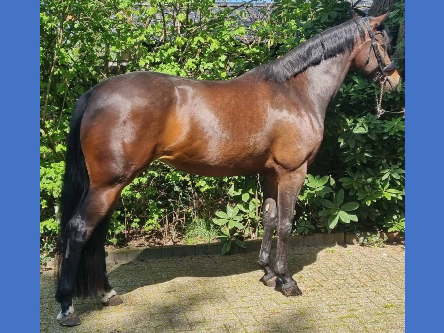 KWPN Horses for Sale