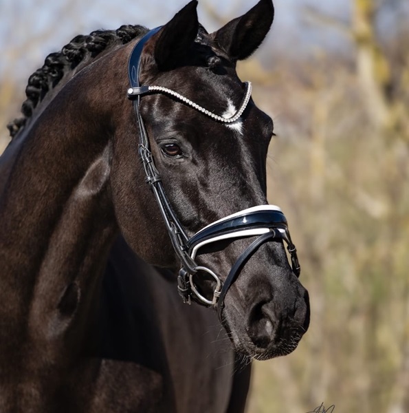 KWPN Horses for Sale