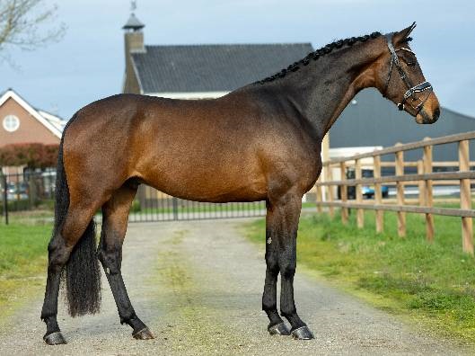 KWPN Horses for Sale