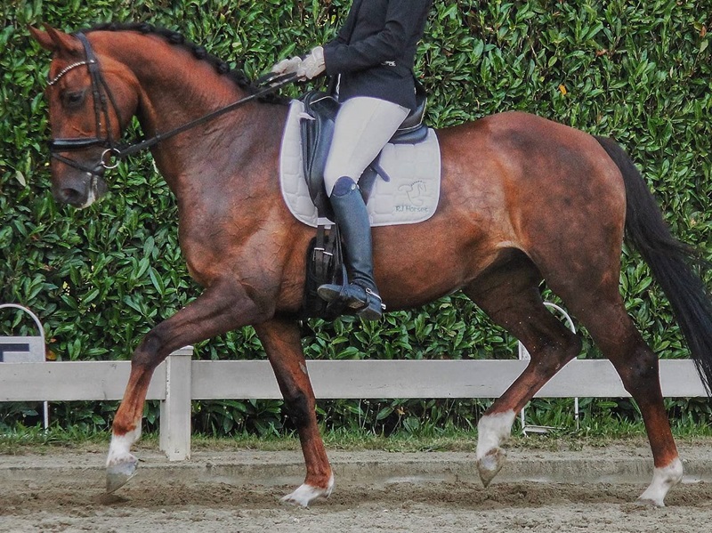 KWPN Horses for Sale