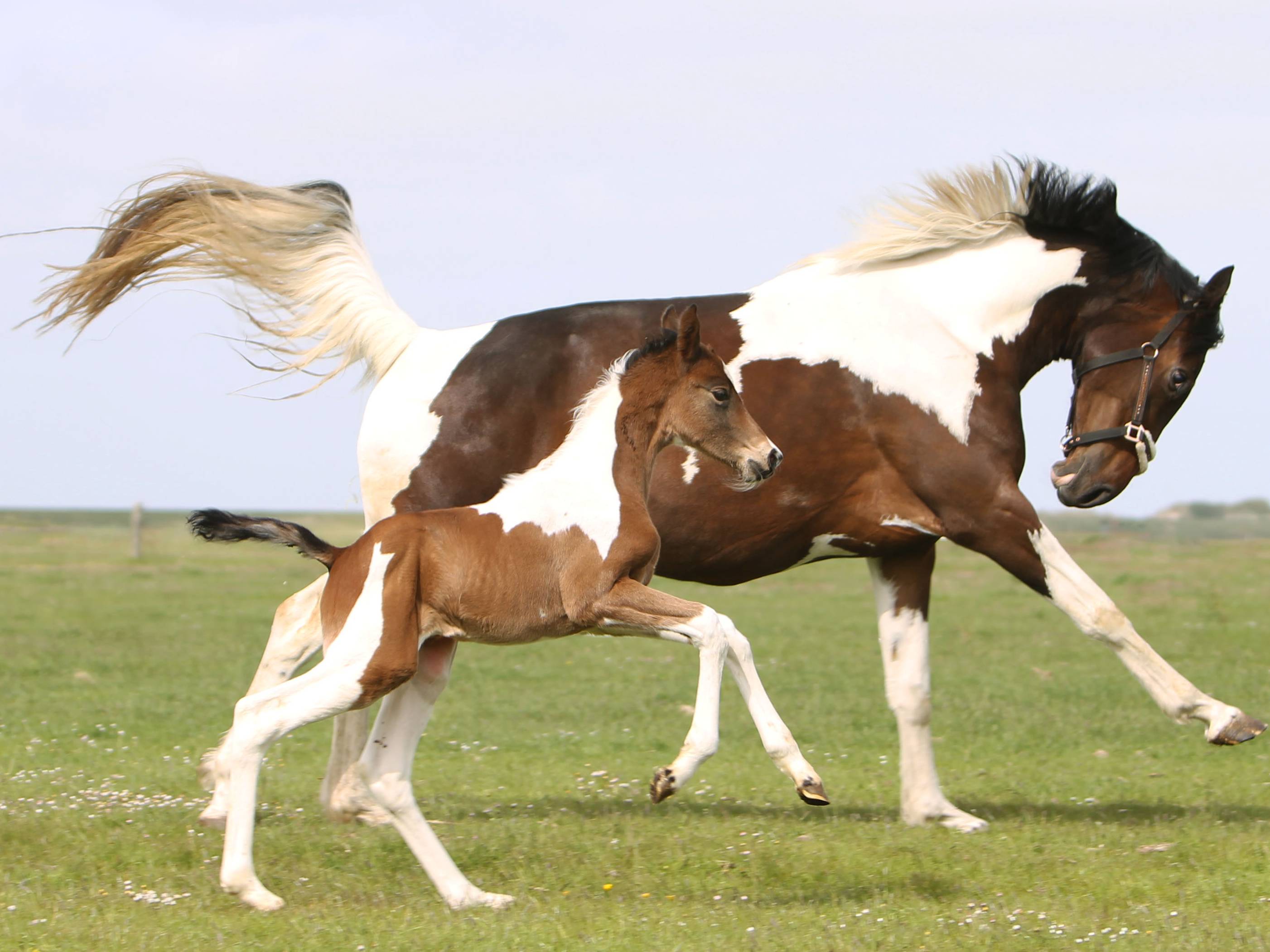KWPN Horses for Sale
