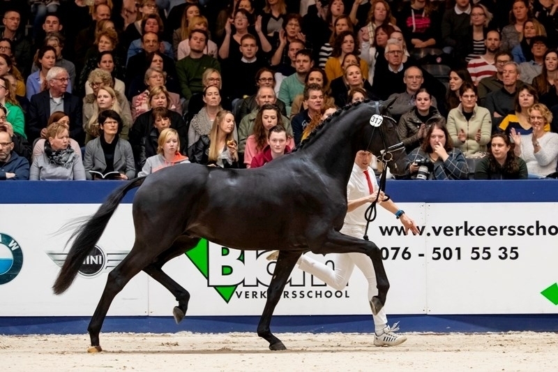 KWPN | Royal Dutch Sport Horse - Le Formidable